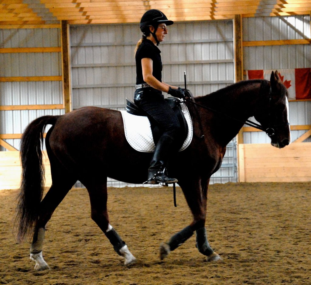 Horse training, colt starting based on non-resistance training principles